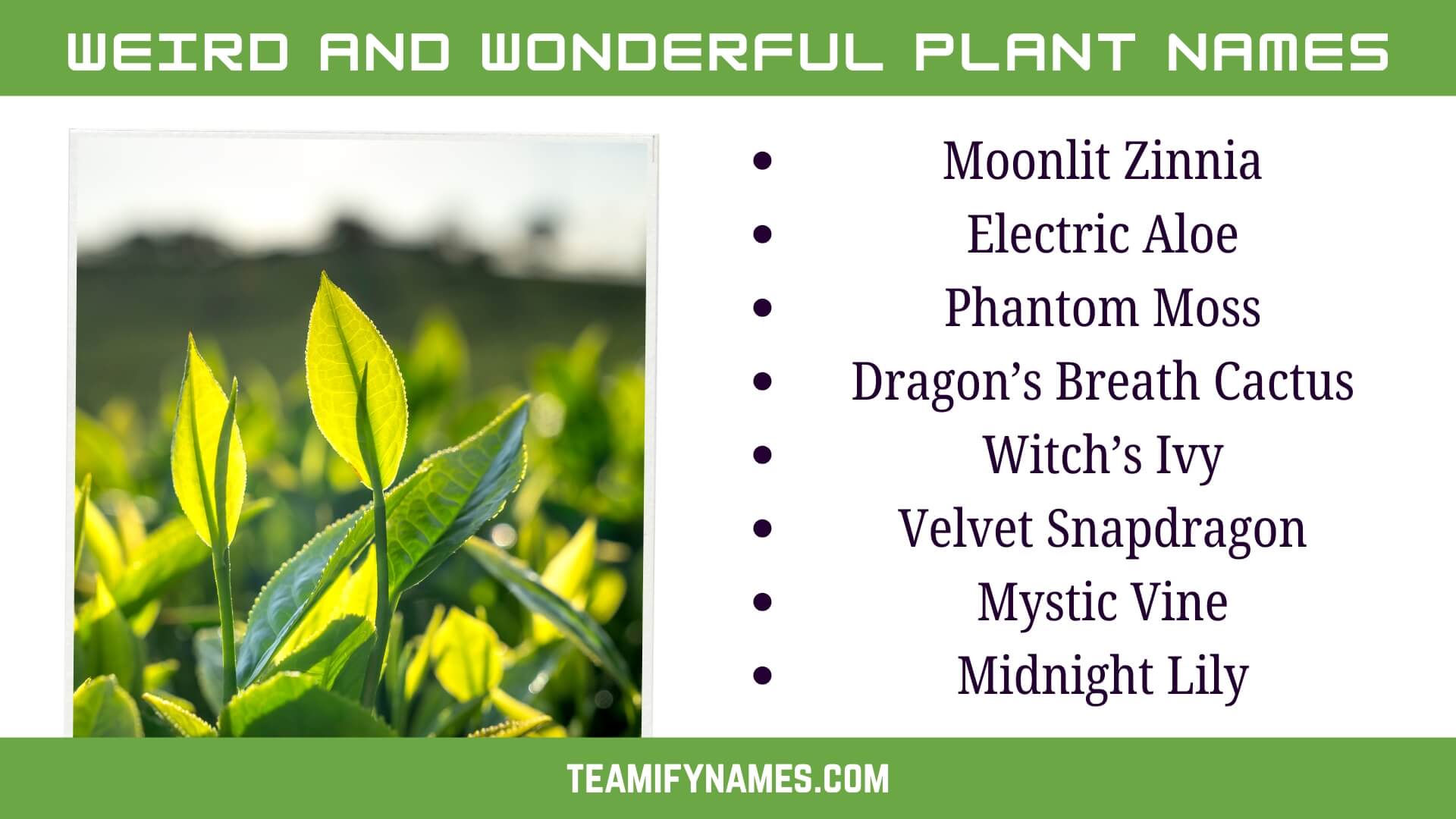 555+ Funny Plant Names to Brighten Your Garden and Your Day – Teamify Names